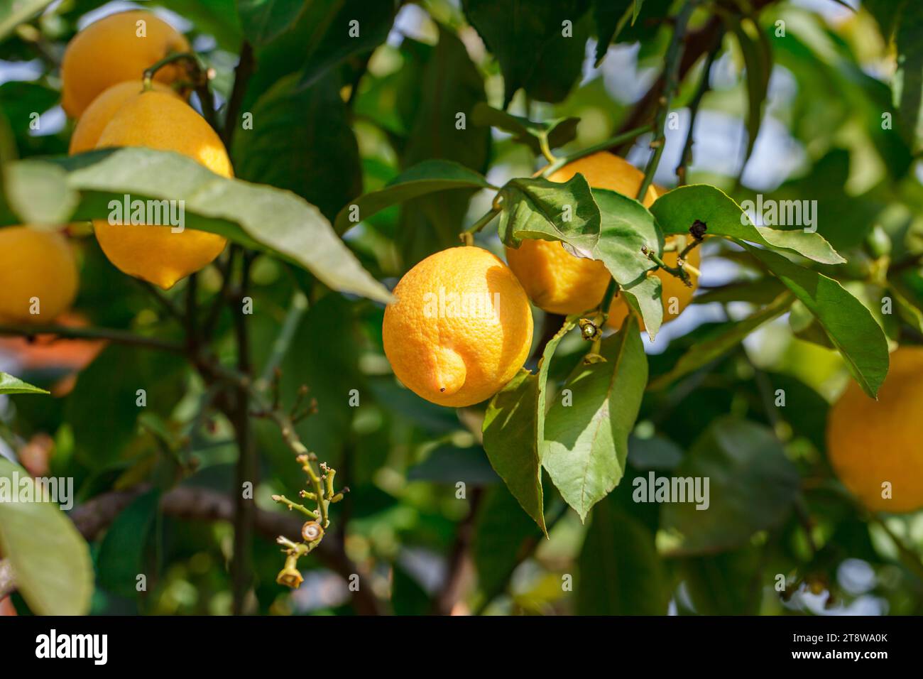Lemons yellow ripen grow hi-res stock photography and images - Alamy
