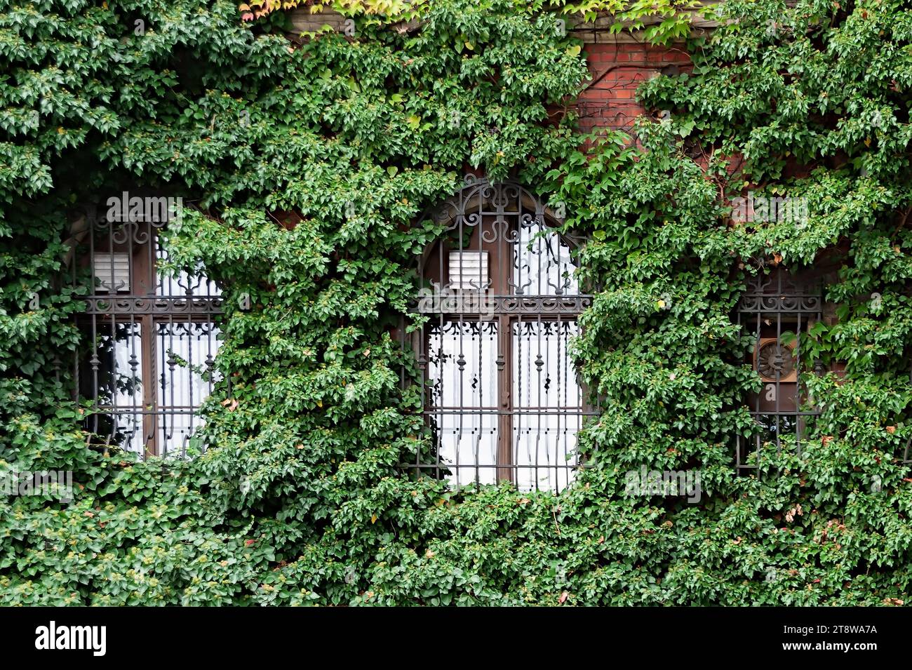 Vine creeper around window on facade house covered wild grape Stock ...