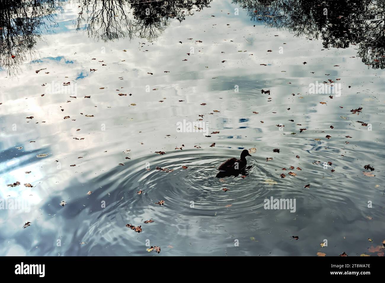 Duck floating in the lake with clouds reflection Stock Photo - Alamy