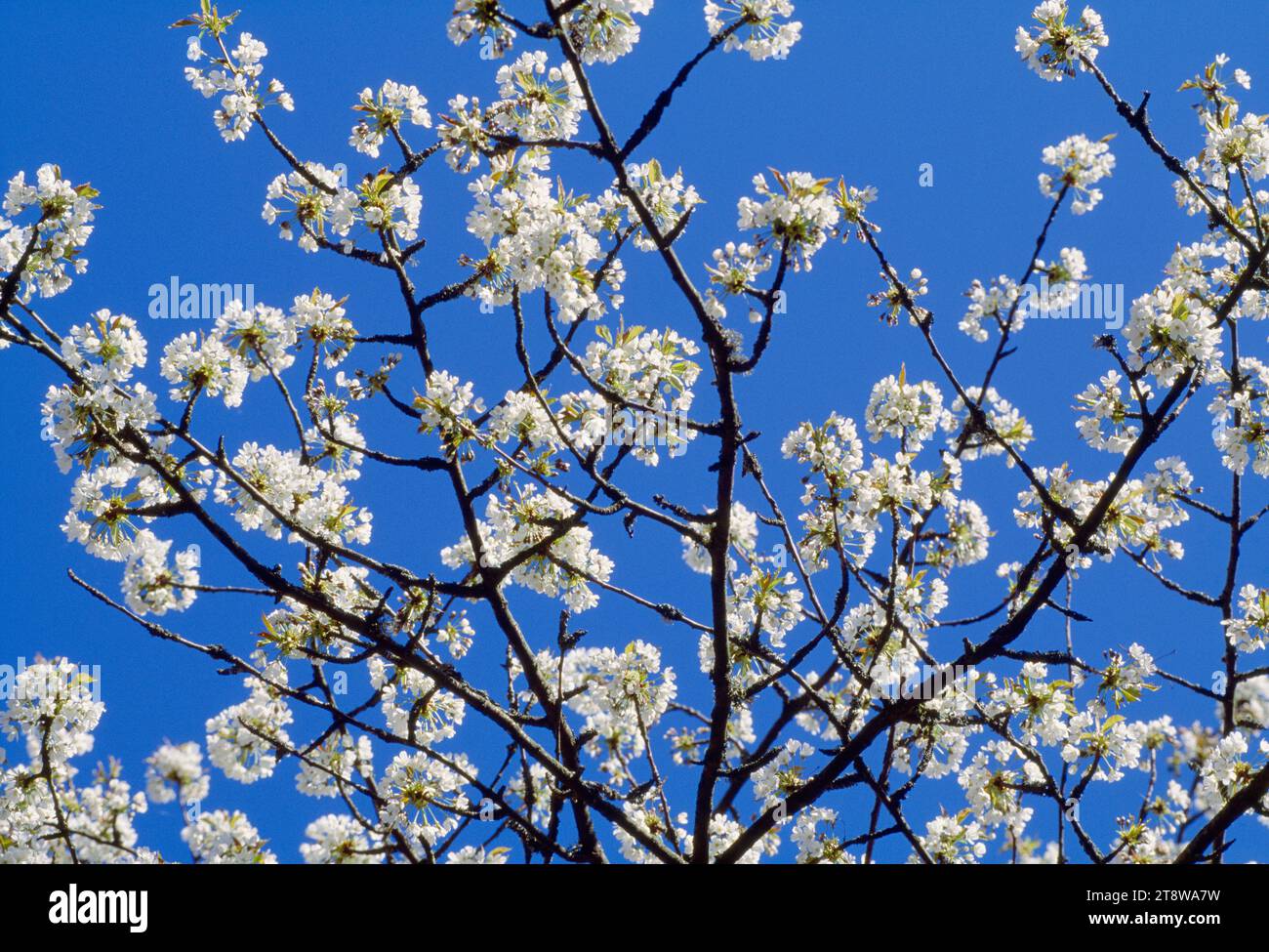 Wild Cherry / Gean (Prunus avium) in blossom, Berwickshire, Scotland ...