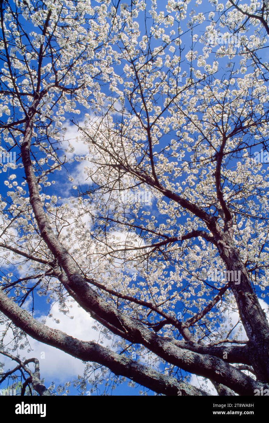 Wild Cherry / Gean (Prunus avium) in blossom, Berwickshire, Scotland ...