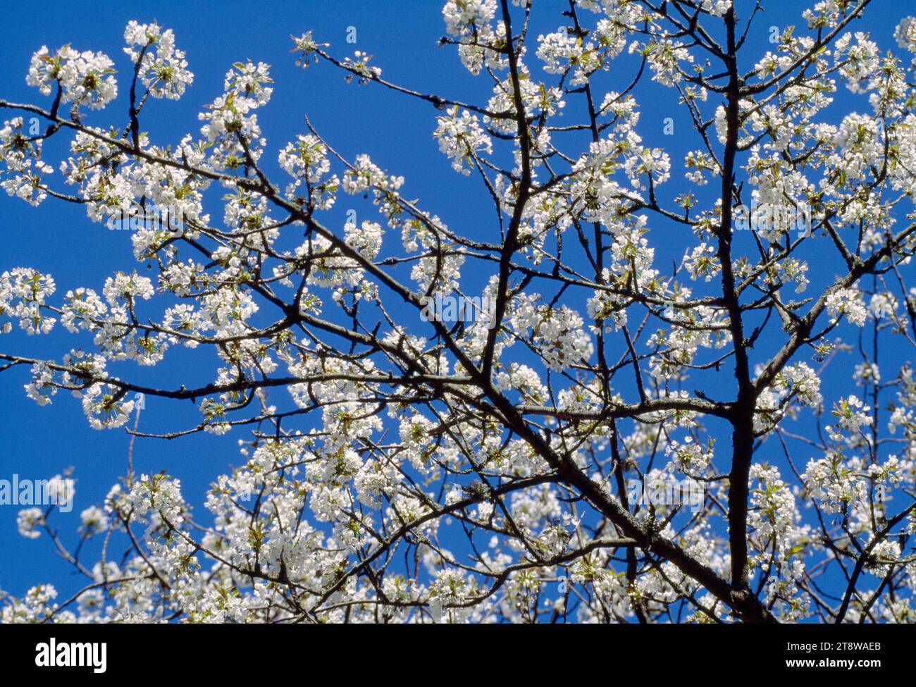 Wild Cherry / Gean (Prunus avium) in blossom, Berwickshire, Scotland ...