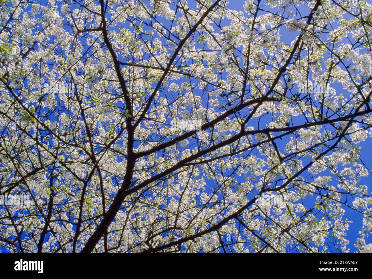 Spring in scotland wildflowers hi-res stock photography and images - Alamy