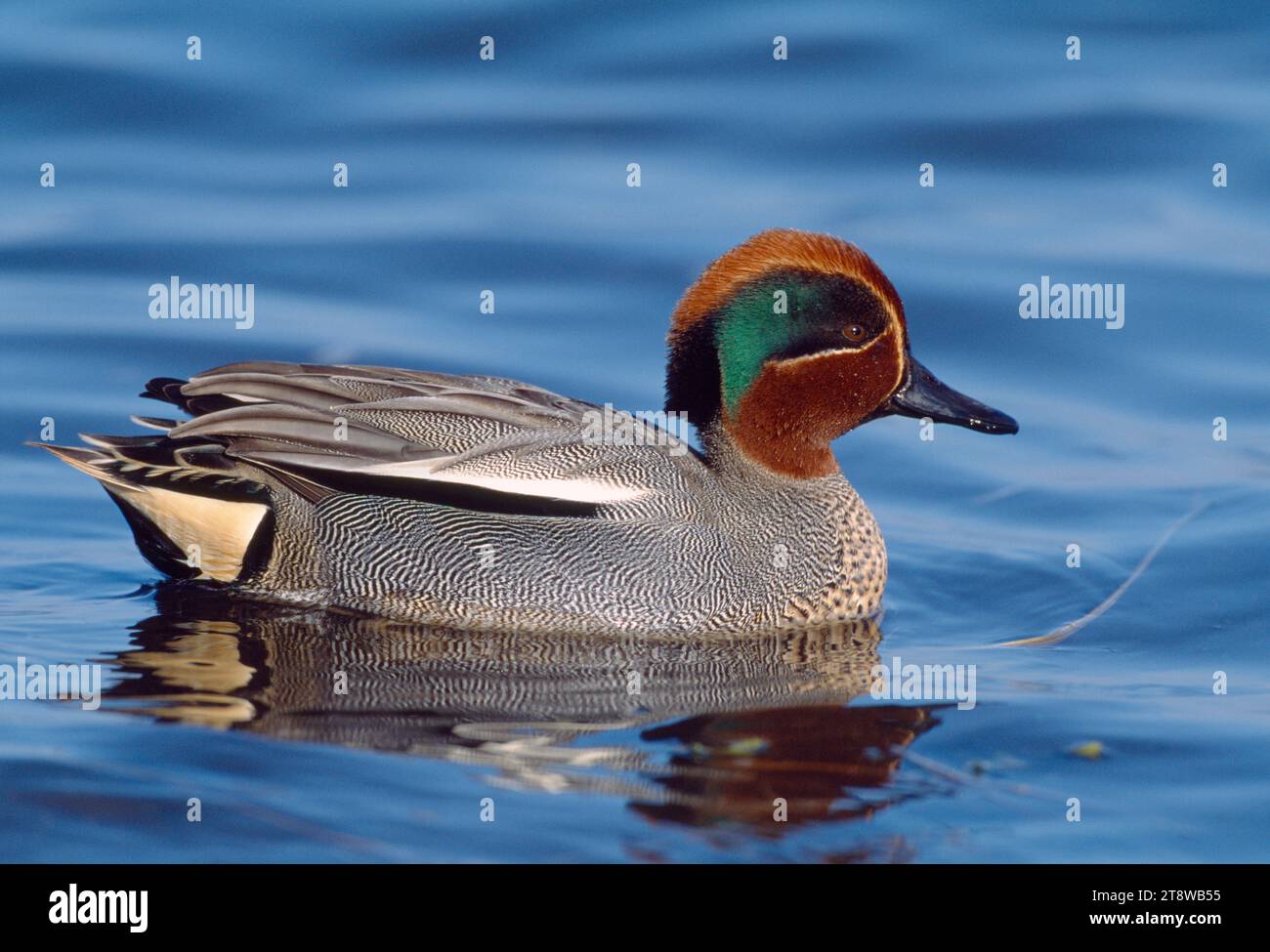 Teal (Anas crecca) male, drake, photographed in winter at Lindisfarne ...