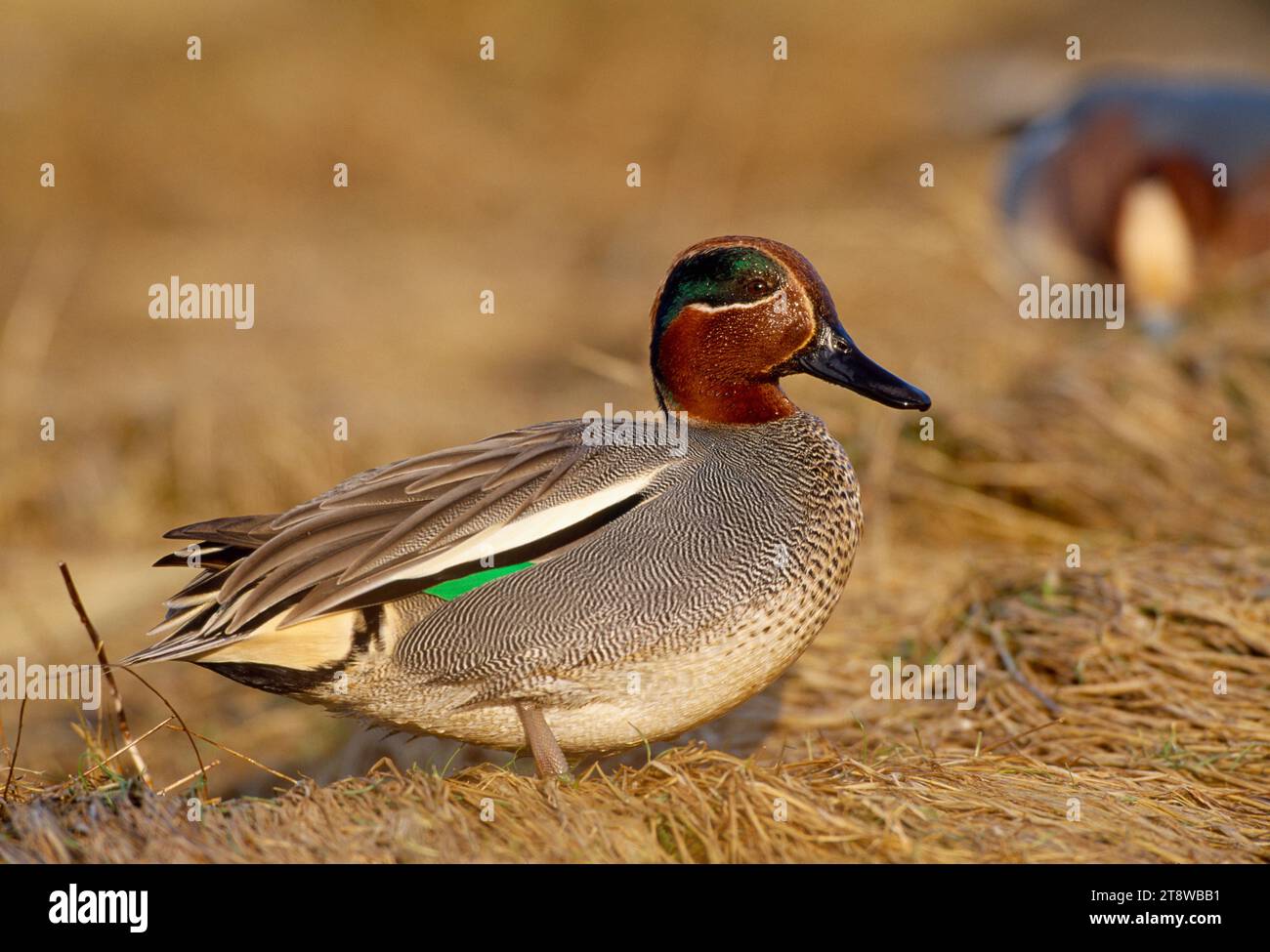 Teal (Anas crecca) male standing on saltmarsh turf at high tide with a ...
