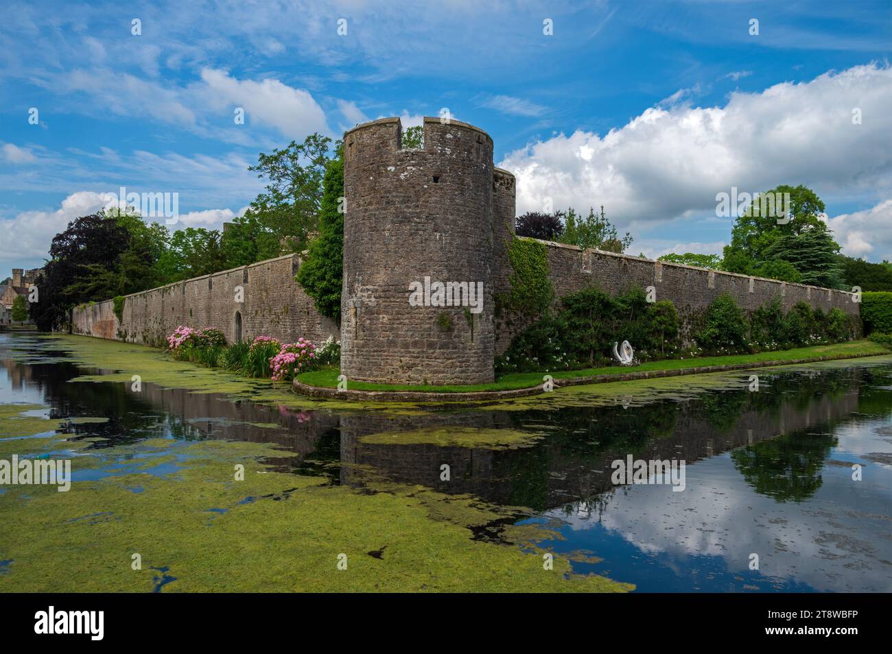 Wells bishops palace swans duck hi-res stock photography and images - Alamy