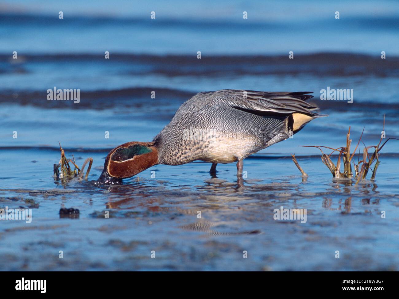 Teal (Anas crecca) male feeding at waterline on an ebbing tide ...