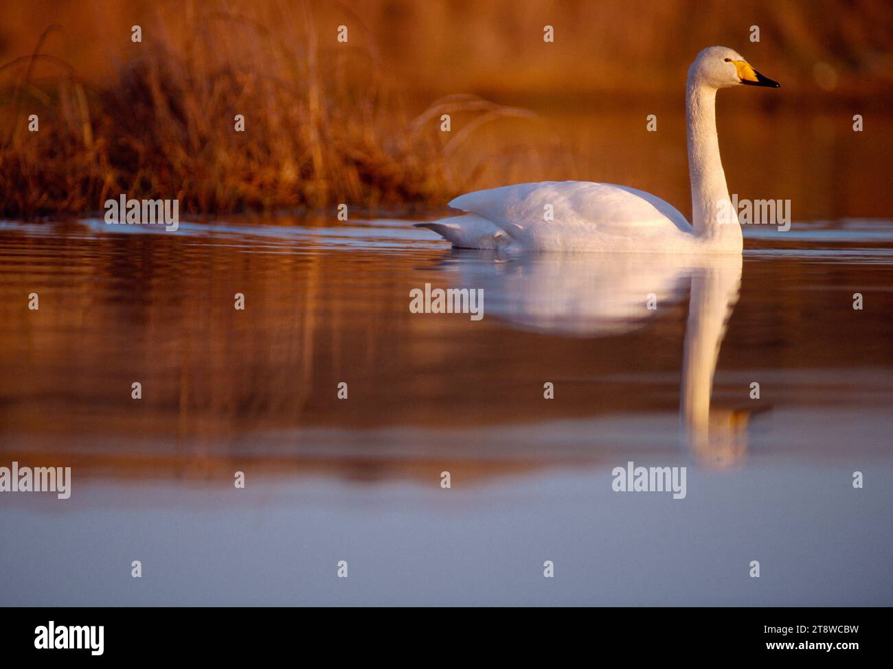 Whooper Swan (Cygnus cygnus) male on moorland loch, Isle of Skye ...