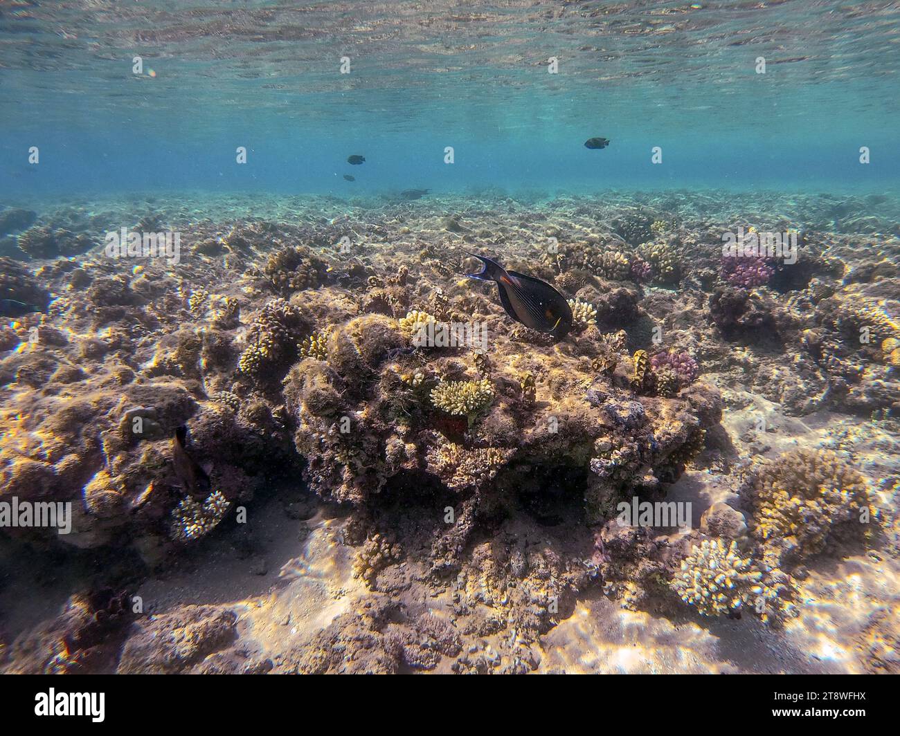 Colorful tropical fish Sohal Surgeon fish (Acanthurus Sohal) tang ...