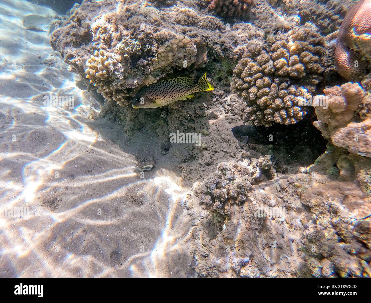 Close up view of Colorful tropical blackspotted rubberlip fish or ...