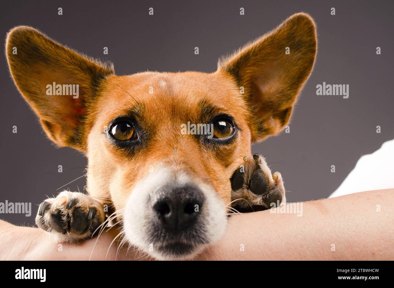 Cute young Jack Russell Terrier on the arm on his human friend ...