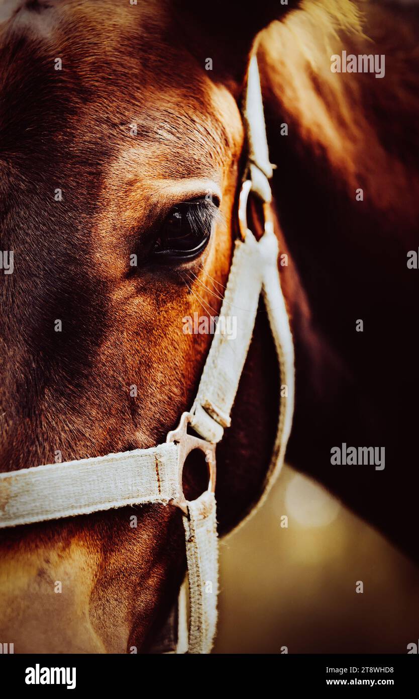 A close-up portrait of a bay colt on a farm. Equestrian life and ...