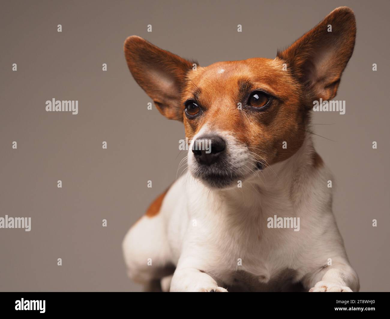 Portrait of a very alert Jack Russell Terrier on a plain studio ...