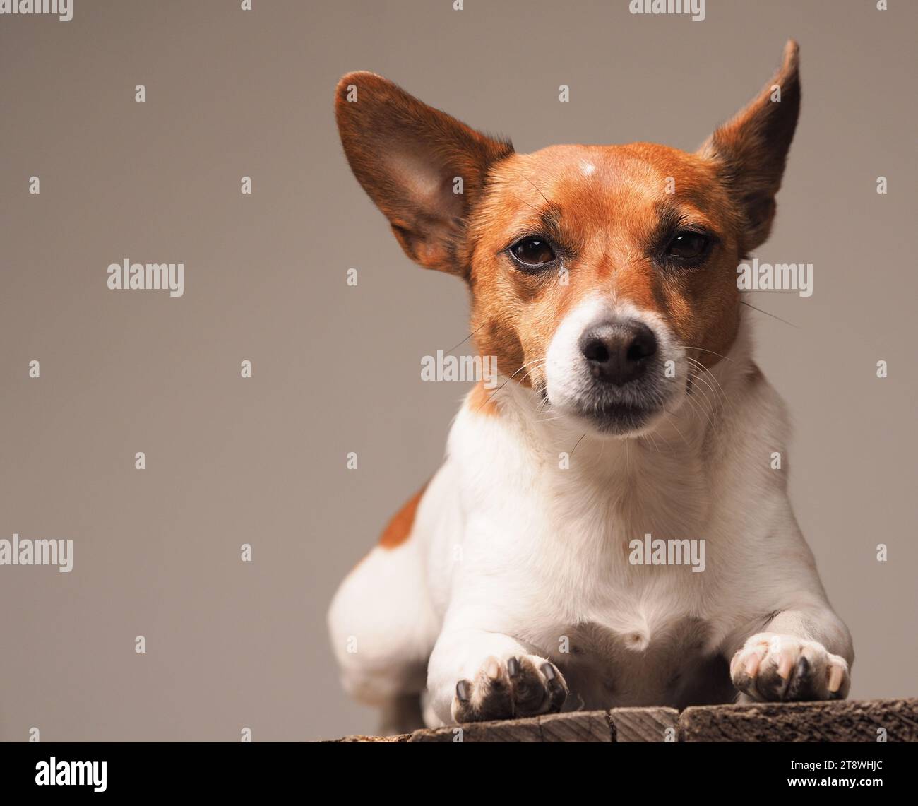 Portrait of a very alert Jack Russell Terrier on a plain studio ...