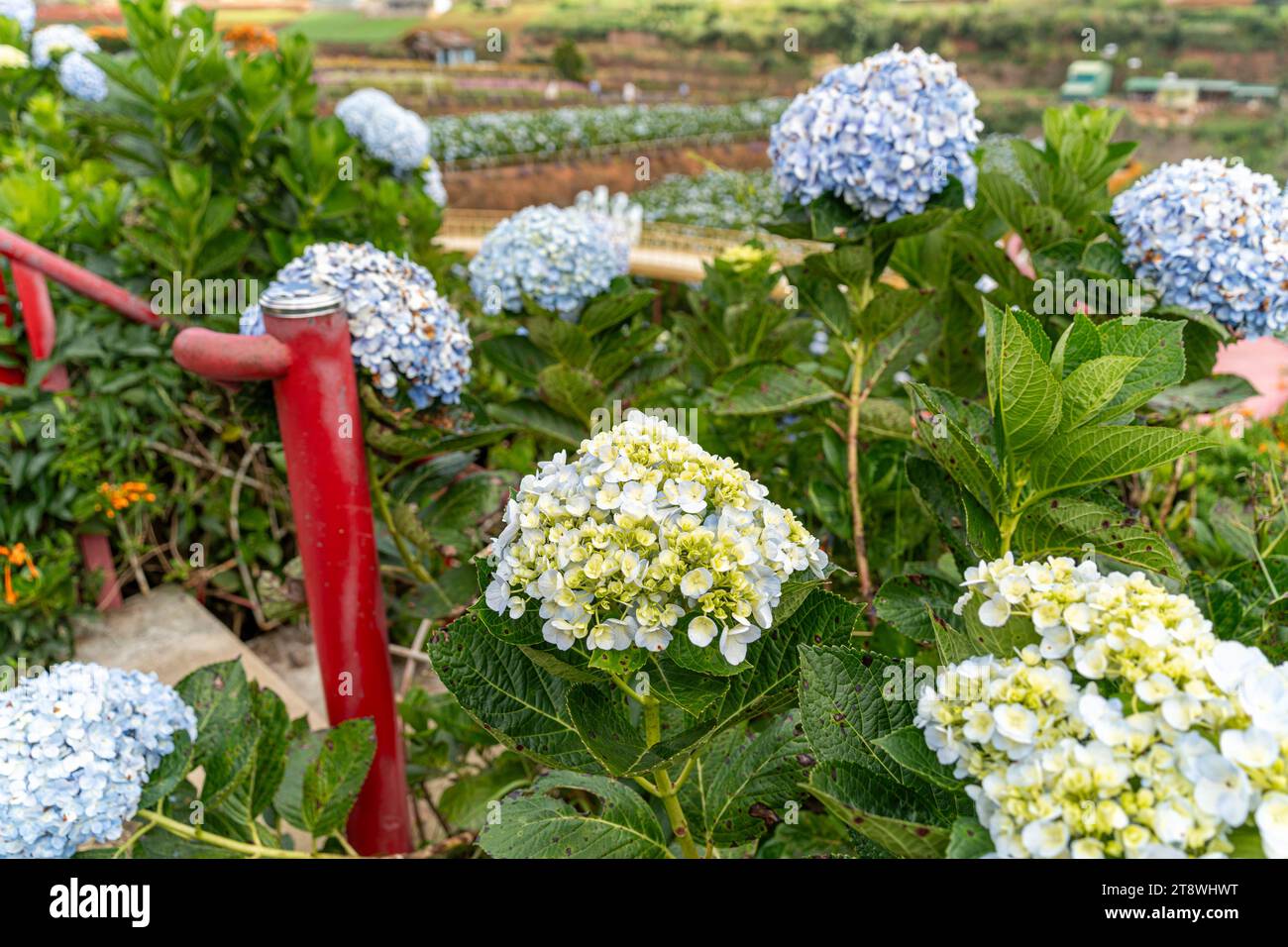 Hydrangea flowers are blooming in Da Lat garden. This is a place to ...