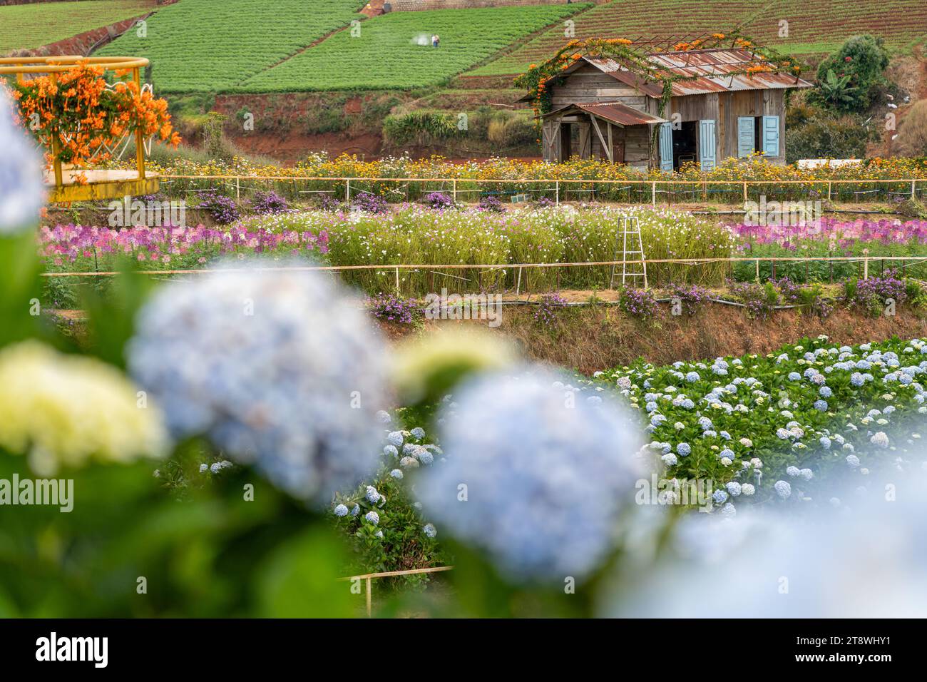 Hydrangea flowers are blooming in Da Lat garden. This is a place to ...