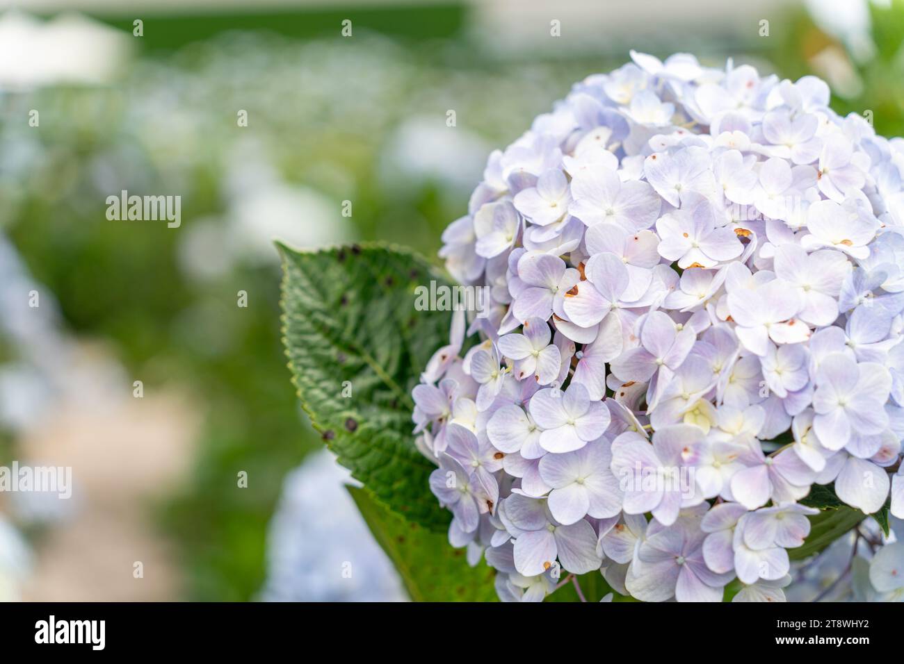 Hydrangea flowers are blooming in Da Lat garden. This is a place to ...