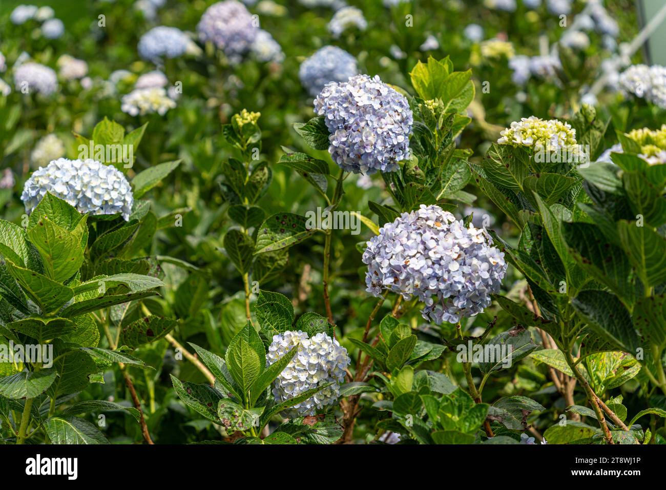 Hydrangea flowers are blooming in Da Lat garden. This is a place to ...