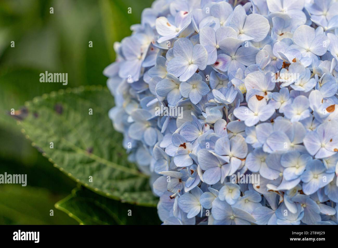 Hydrangea flowers are blooming in Da Lat garden. This is a place to ...