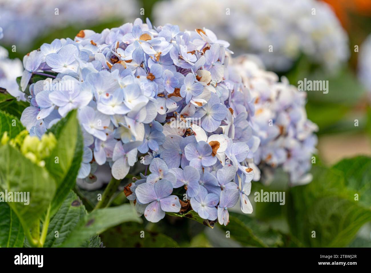 Hydrangea flowers are blooming in Da Lat garden. This is a place to ...