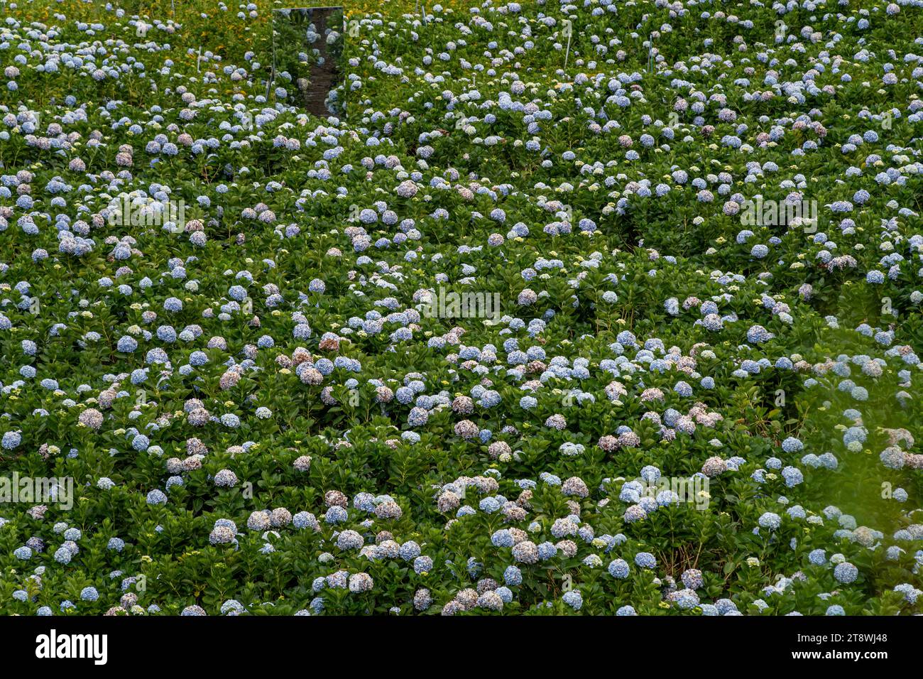 Hydrangea flowers are blooming in Da Lat garden. This is a place to ...