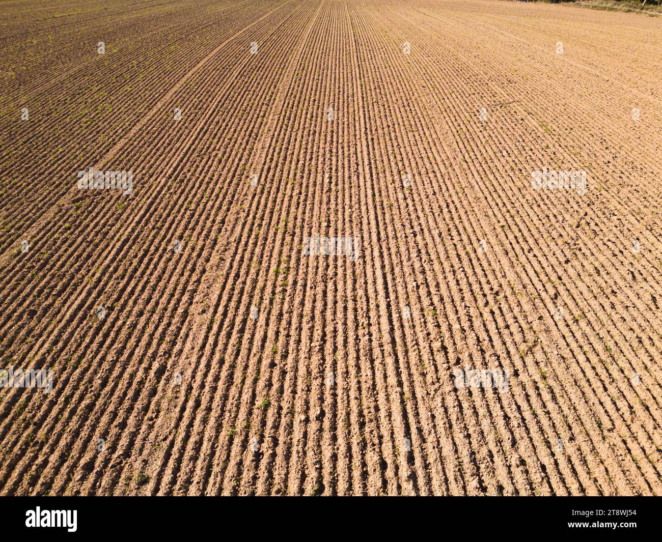 Horticulture seed hi-res stock photography and images - Alamy