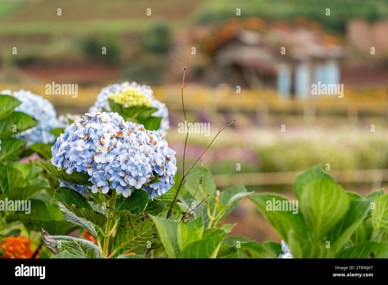 Hydrangea flowers are blooming in Da Lat garden. This is a place to ...