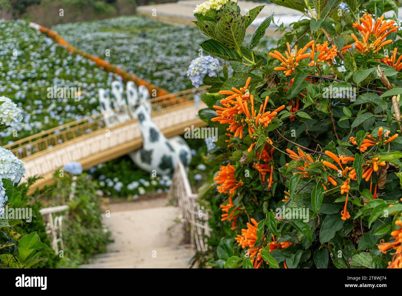 Hydrangea flowers are blooming in Da Lat garden. This is a place to ...