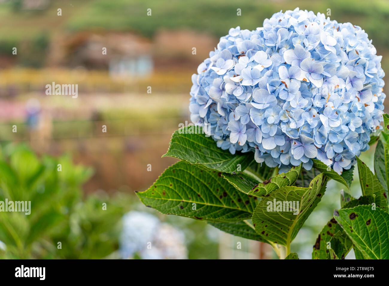 Hydrangea flowers are blooming in Da Lat garden. This is a place to ...