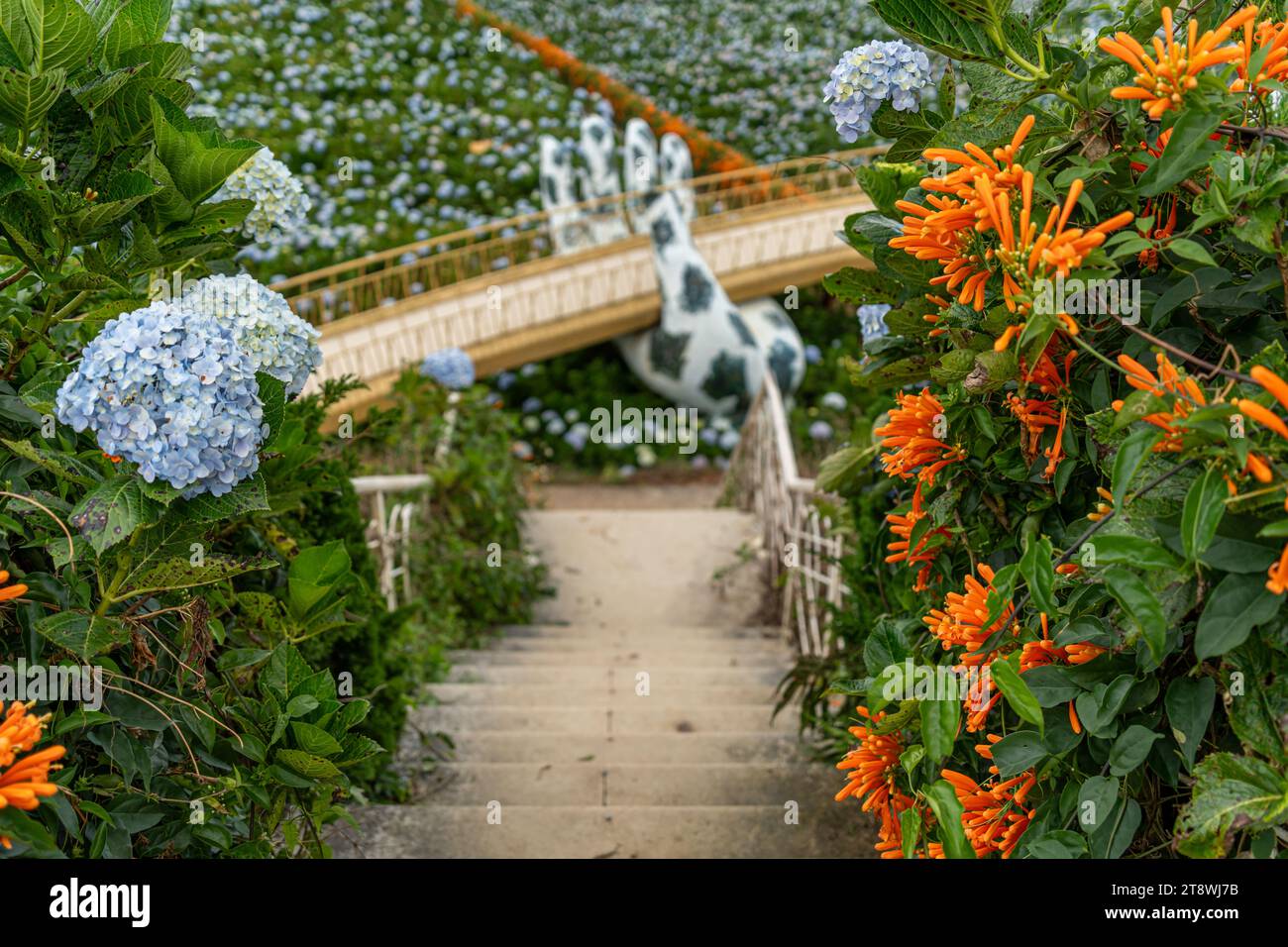 Hydrangea flowers are blooming in Da Lat garden. This is a place to ...