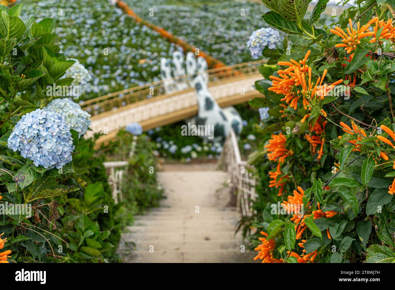 Hydrangea flowers are blooming in Da Lat garden. This is a place to ...