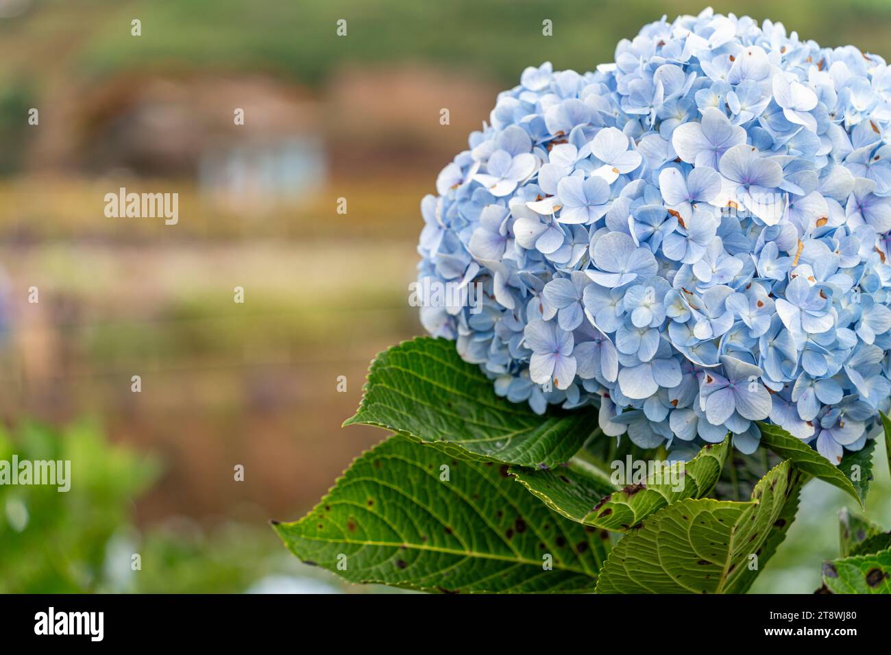 Hydrangea flowers are blooming in Da Lat garden. This is a place to ...