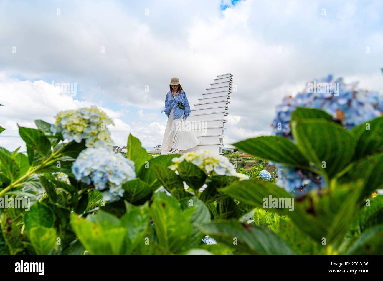 Young woman traveler enjoying with blooming hydrangeas garden in Dalat ...