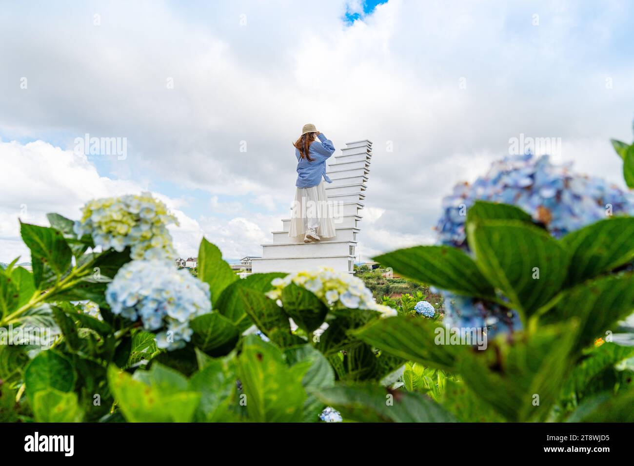 Young woman traveler enjoying with blooming hydrangeas garden in Dalat ...