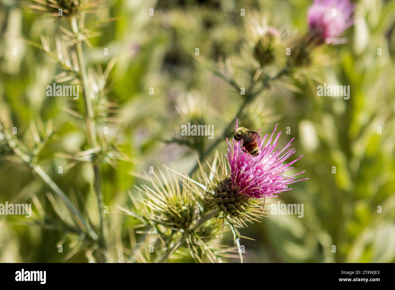 Bee picking pollen hi-res stock photography and images - Alamy