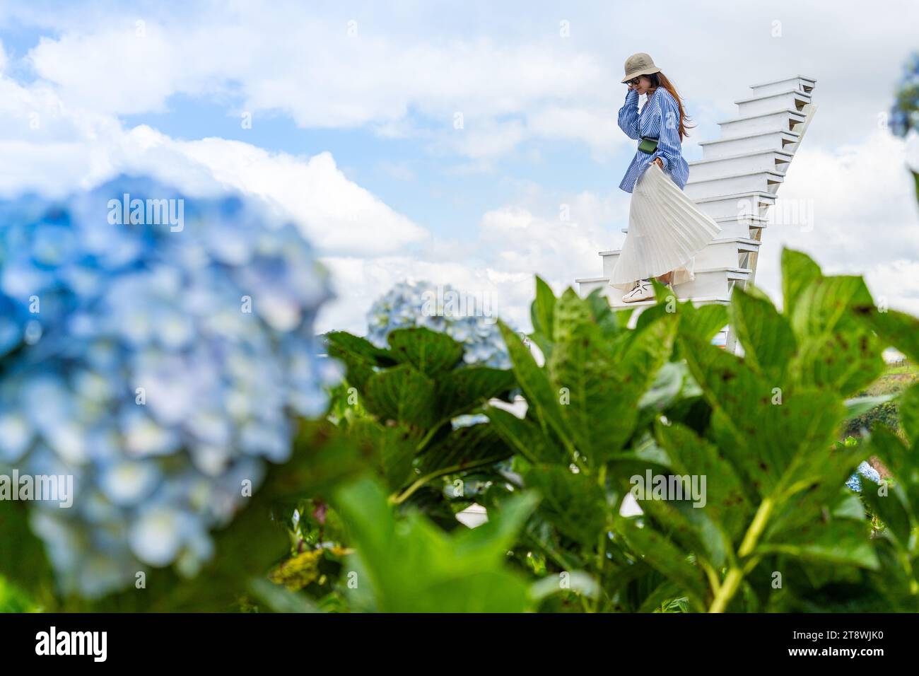 Young woman traveler enjoying with blooming hydrangeas garden in Dalat ...
