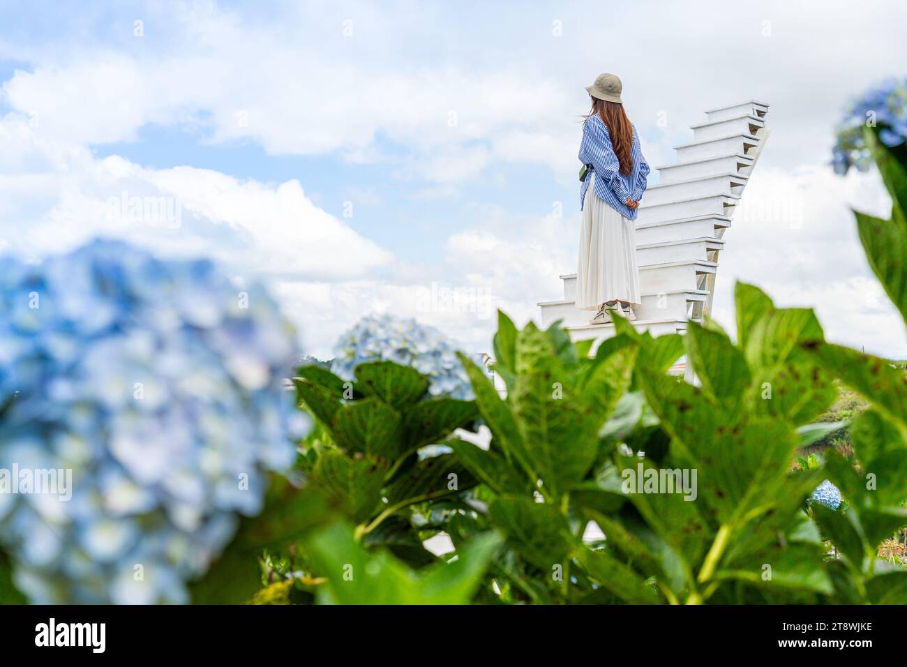 Young woman traveler enjoying with blooming hydrangeas garden in Dalat ...