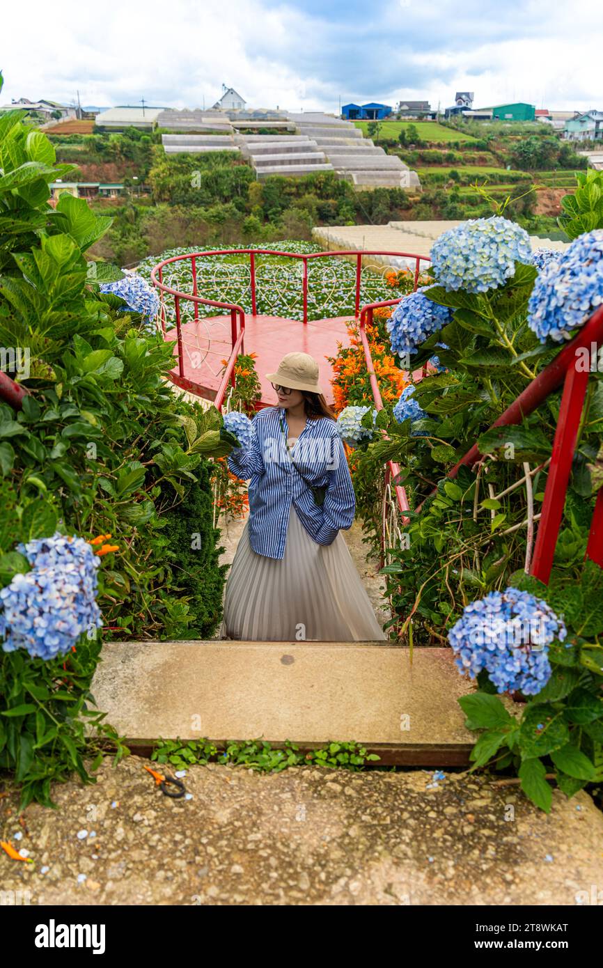 Young woman traveler enjoying with blooming hydrangeas garden in Dalat ...