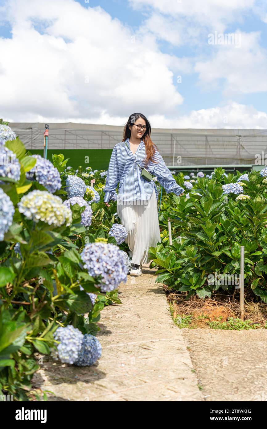 Young woman traveler enjoying with blooming hydrangeas garden in Dalat ...