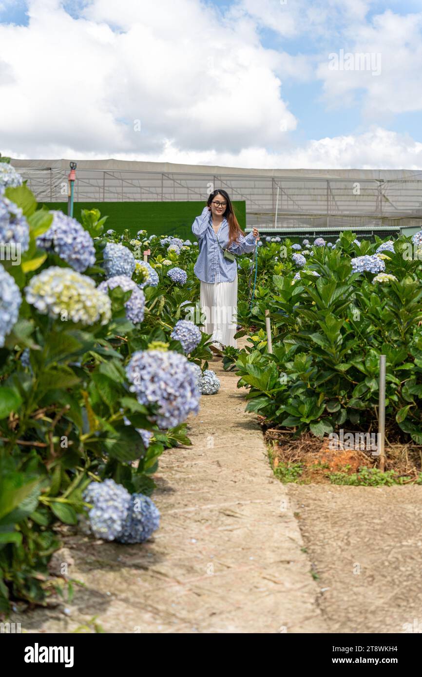 Young woman traveler enjoying with blooming hydrangeas garden in Dalat ...