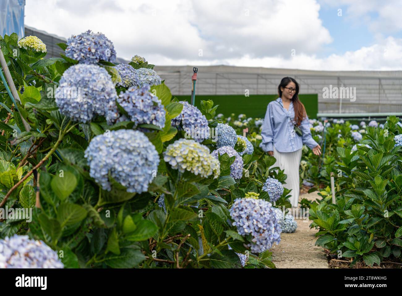 Young woman traveler enjoying with blooming hydrangeas garden in Dalat ...