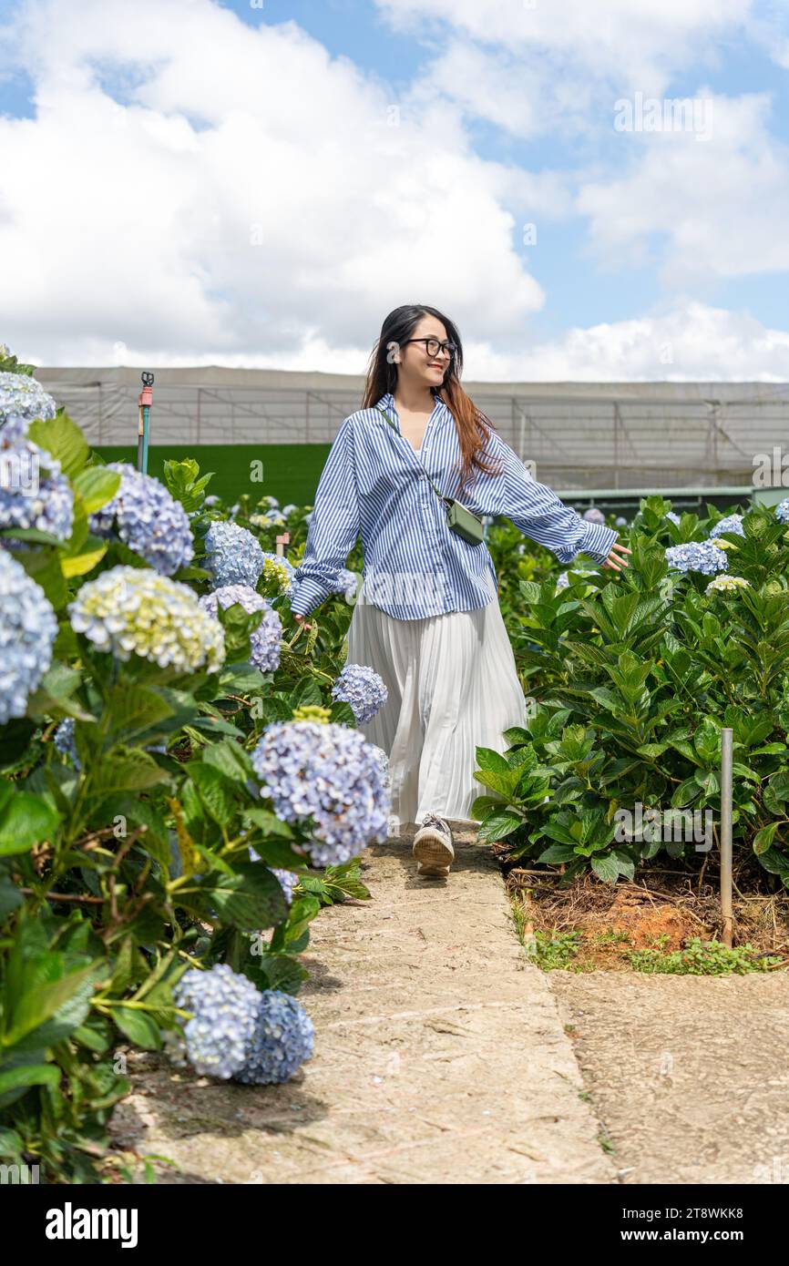 Young woman traveler enjoying with blooming hydrangeas garden in Dalat ...