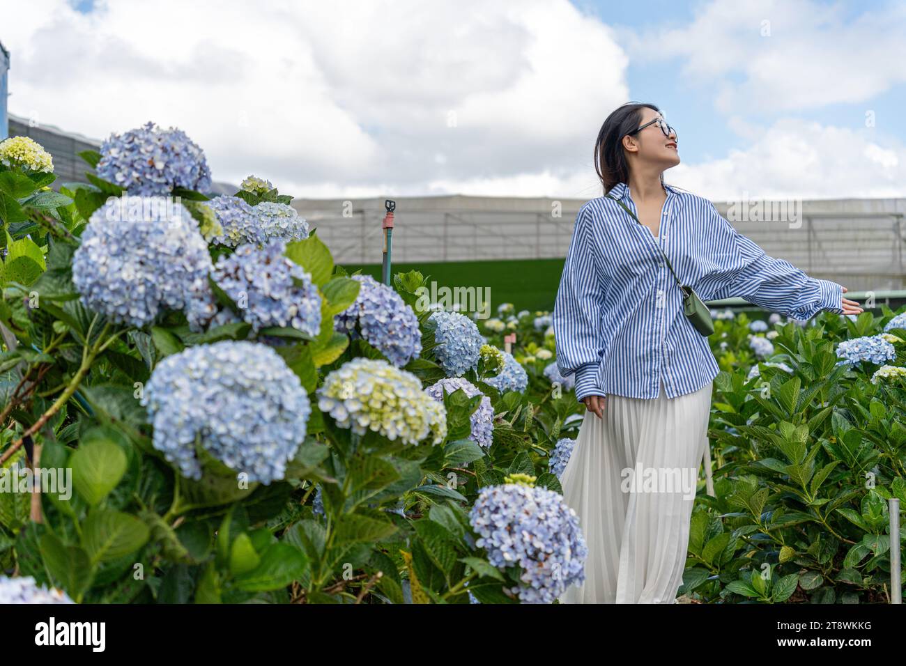 Young woman traveler enjoying with blooming hydrangeas garden in Dalat ...