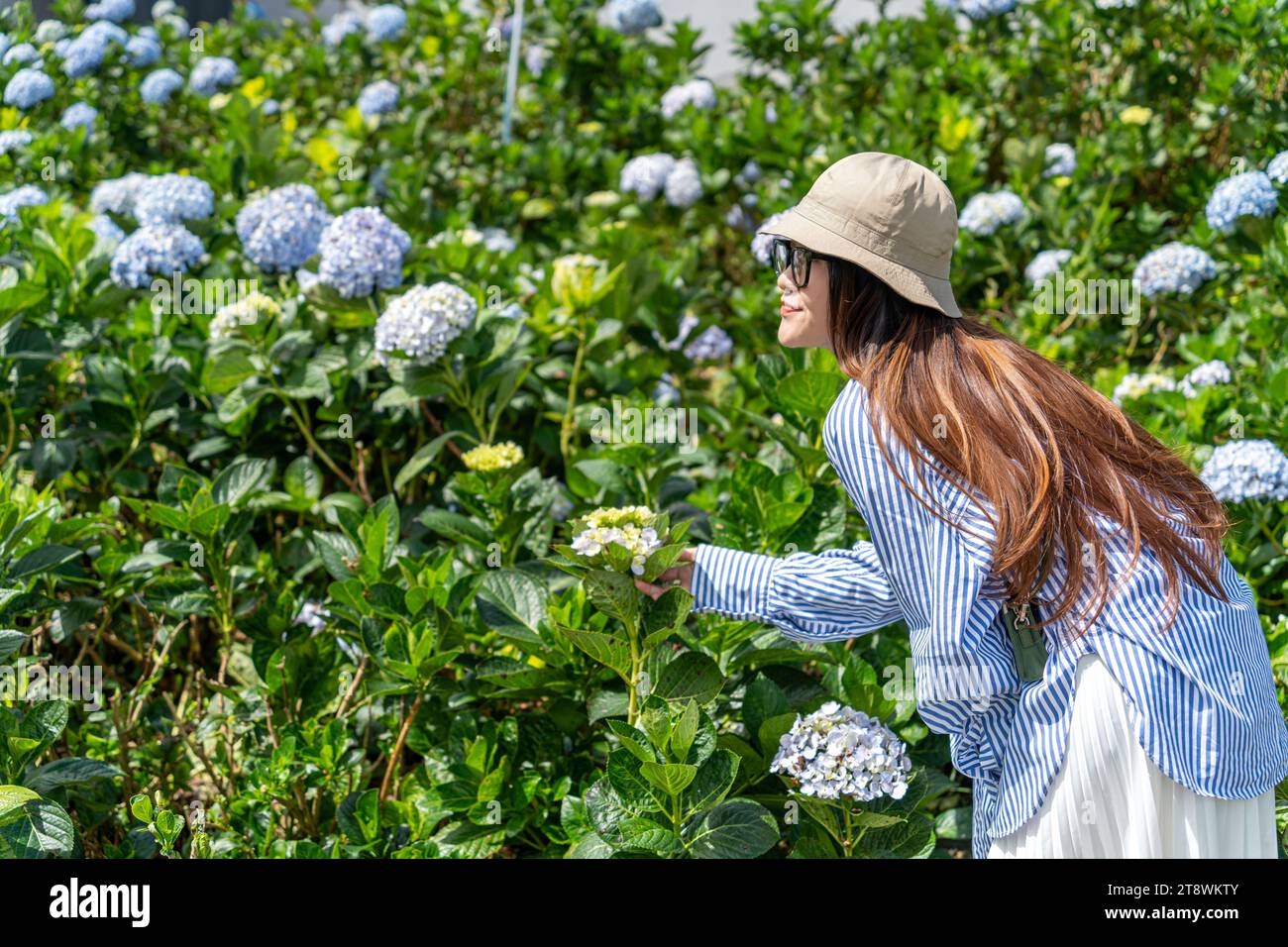 Young woman traveler enjoying with blooming hydrangeas garden in Dalat ...