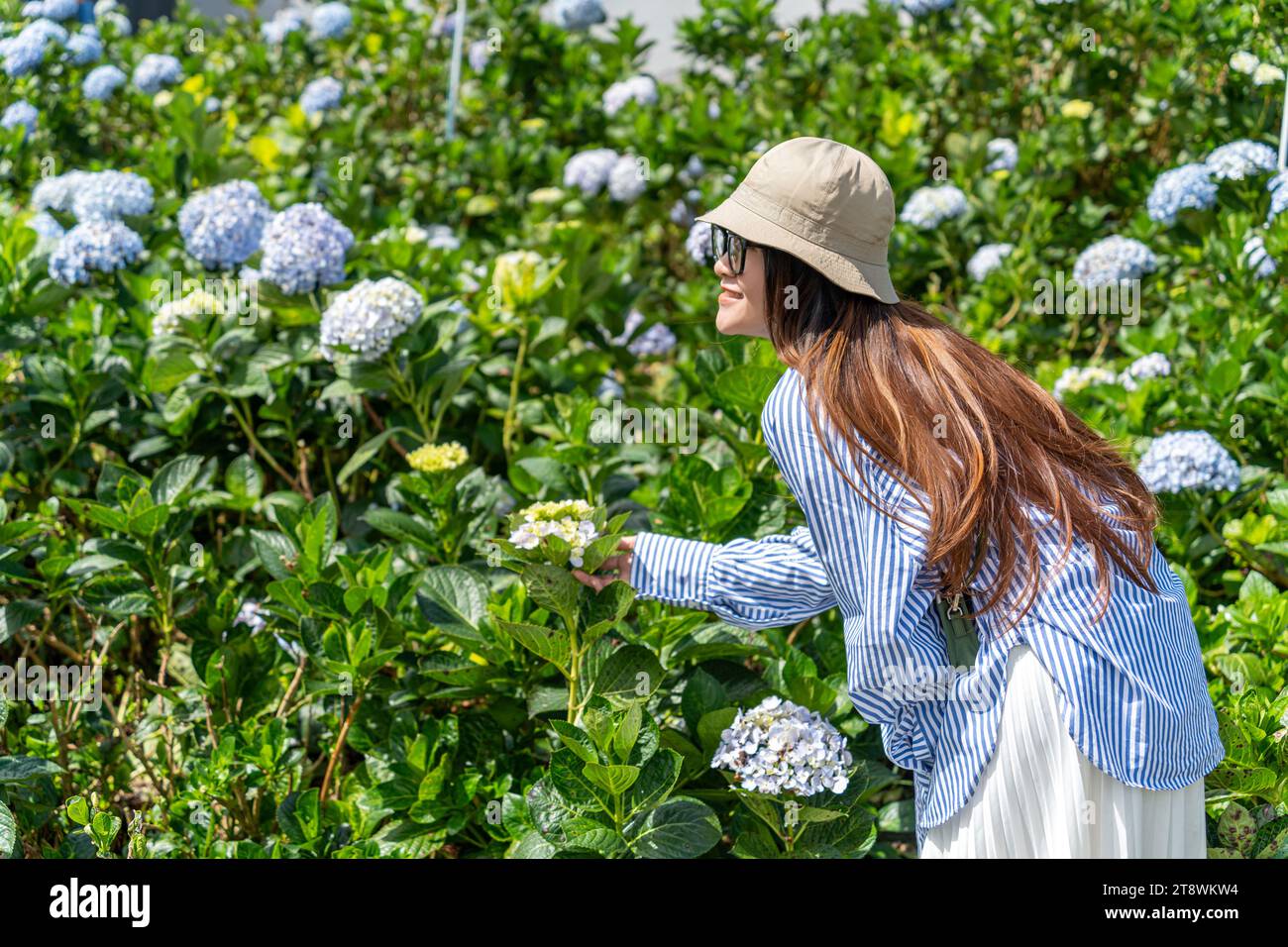 Young woman traveler enjoying with blooming hydrangeas garden in Dalat ...