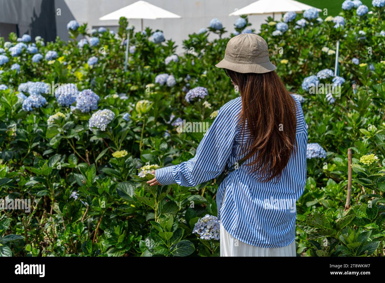 Young woman traveler enjoying with blooming hydrangeas garden in Dalat ...