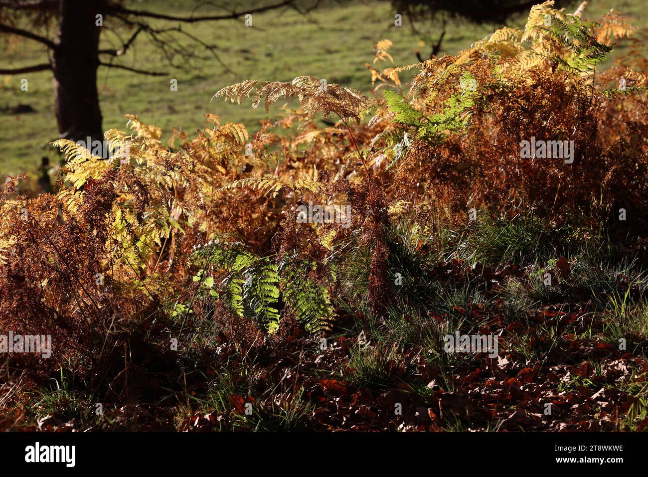 Bracken firn hi-res stock photography and images - Alamy
