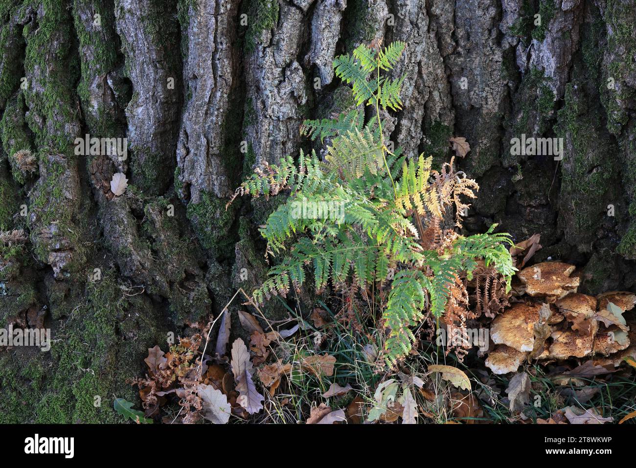 Bracken, firn, in Autumn with fungi at base of oak tree Stock Photo - Alamy