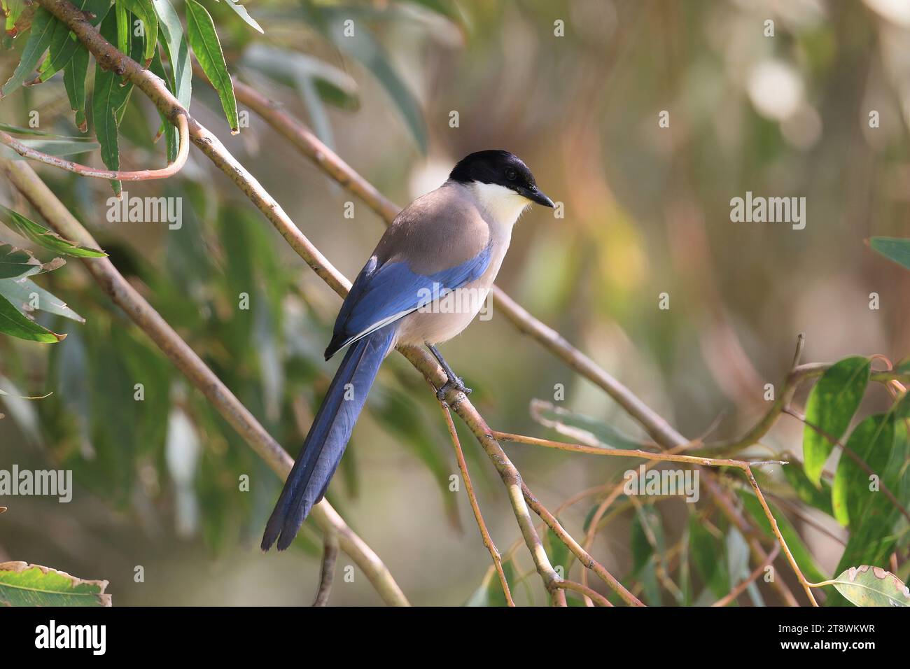 Azure winged magpie cyanopica cyanus hi-res stock photography and ...