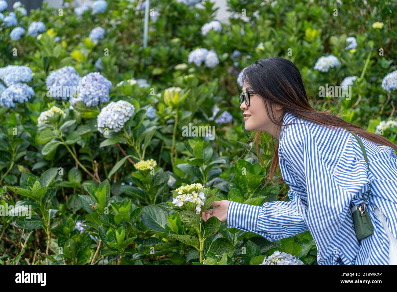Young woman traveler enjoying with blooming hydrangeas garden in Dalat ...